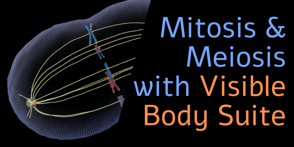 4 Mitosis and Meiosis Activities: Teaching Biology with Visible Body Suite